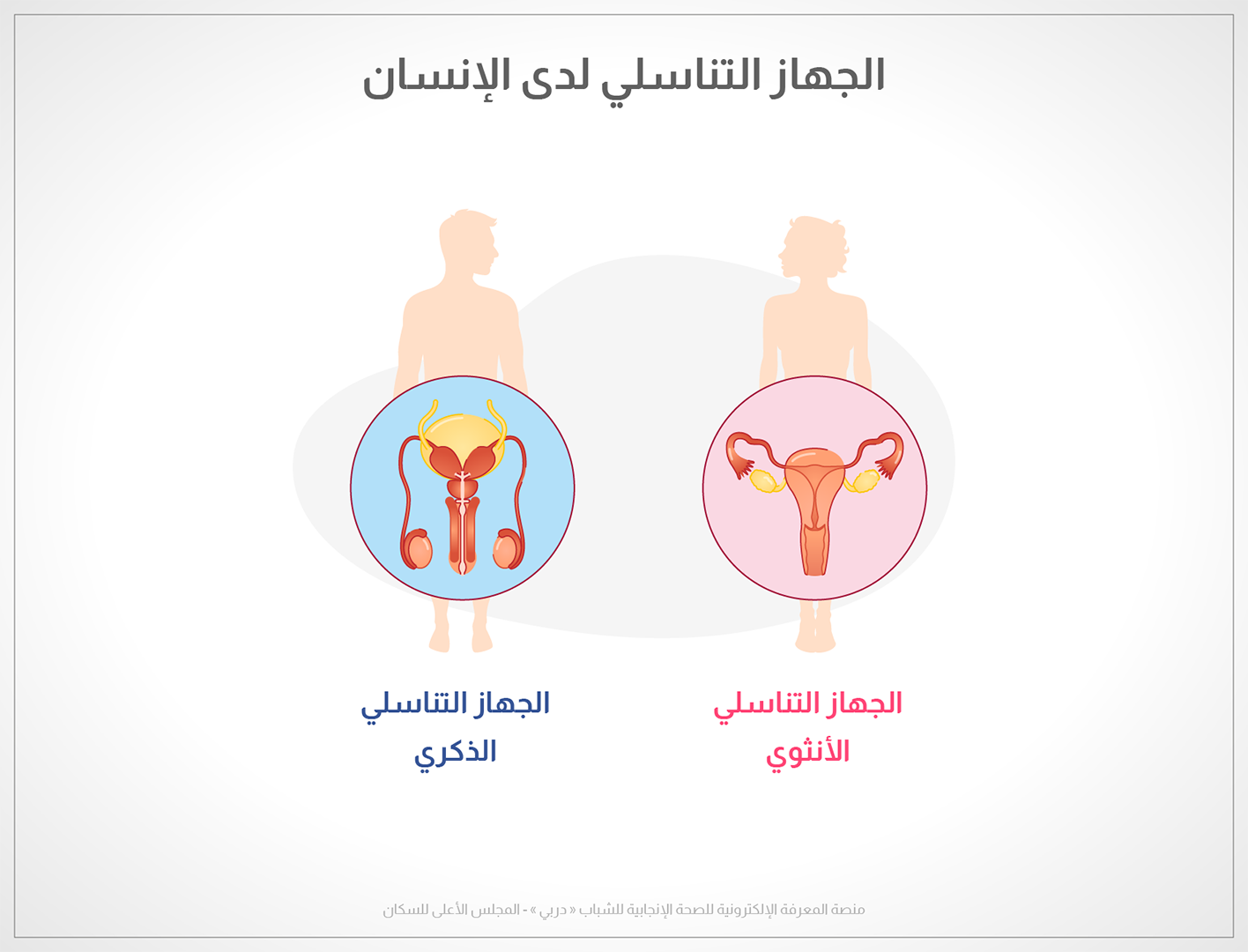 الجهاز التناسلي للإنسان أجزاؤه، ظائفه وكيفية الاعتناء به